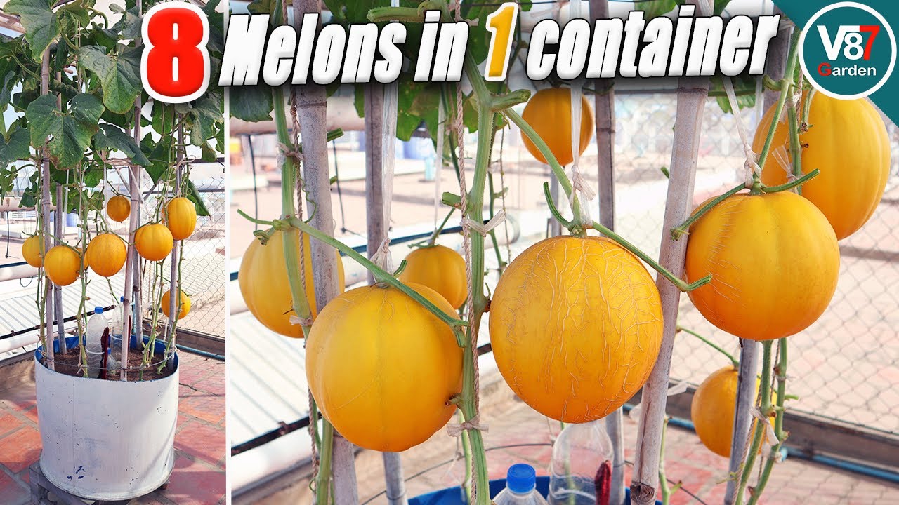 How to Grow Melon in Container from Seed to Harvest - YouTube