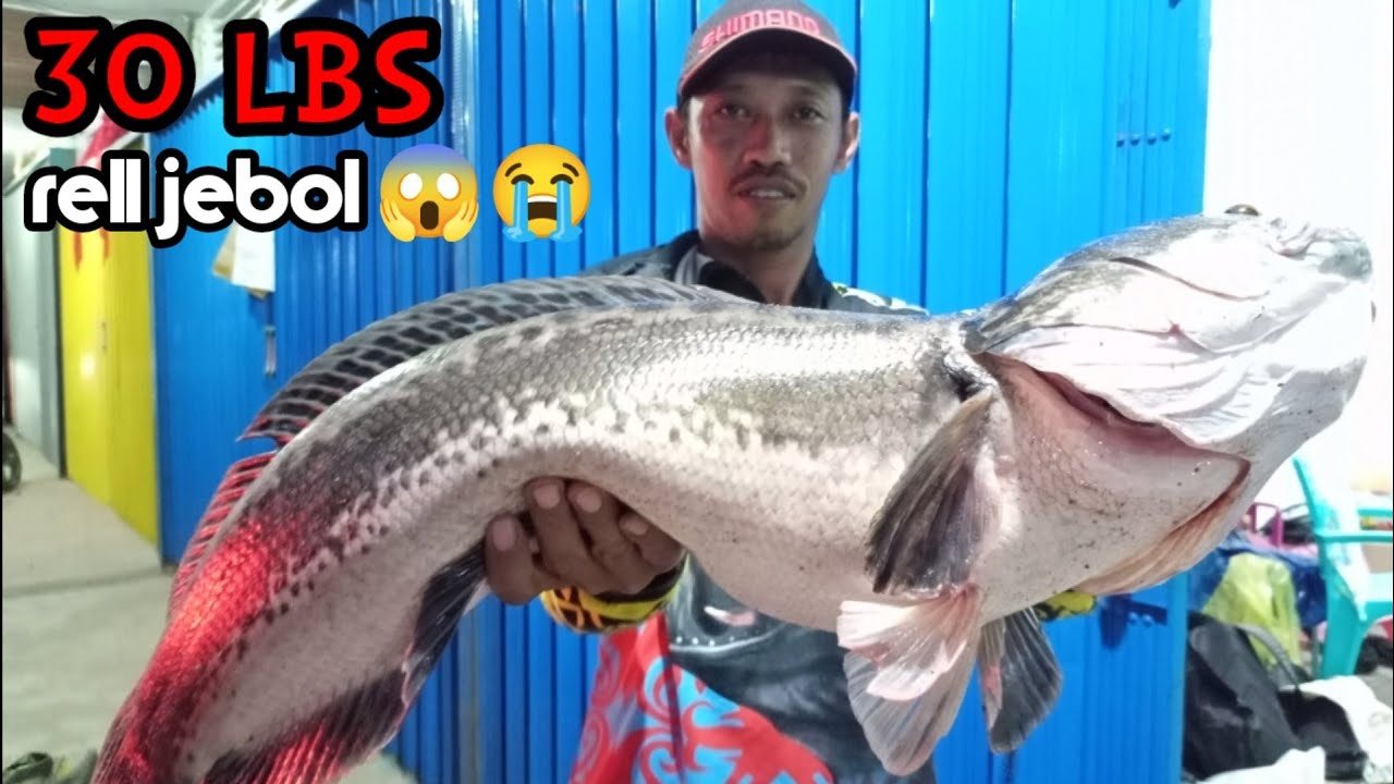 CASTING TOMAN SUPER BESAR || MANCING TOMAN MONSTER 10 kg - YouTube