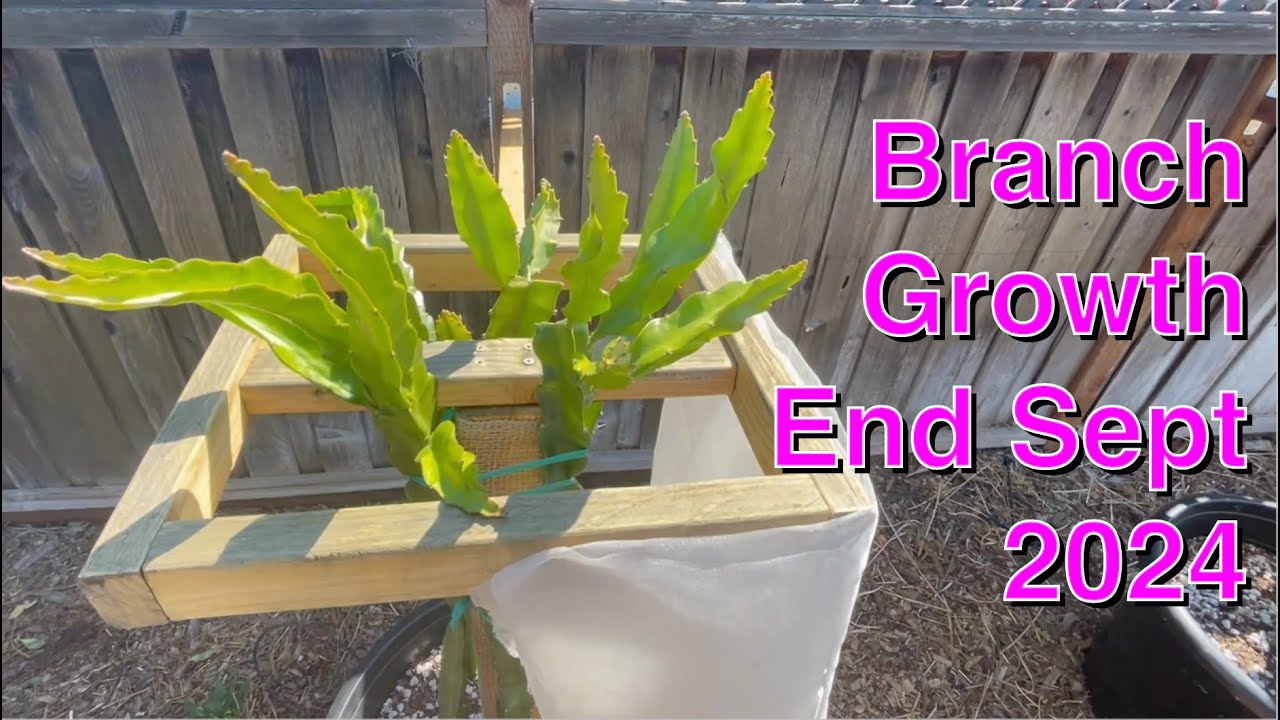 Dragons End of Sept: Secondary Branches FIlling Out - YouTube