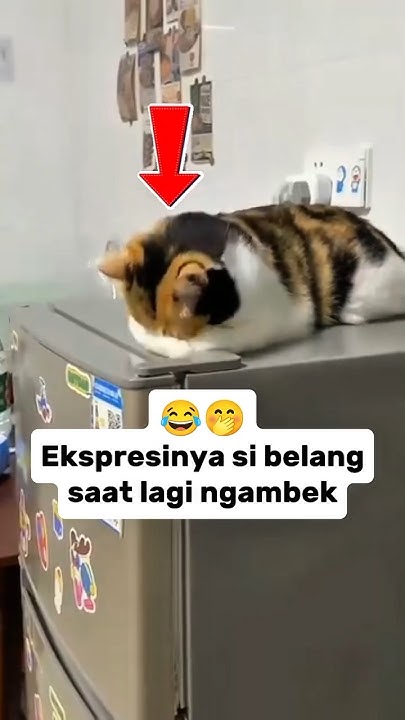 Ekspresinya belang saat lagi ngambek😂🤭#feedshorts #kucinglucu #funnyshorts - YouTube