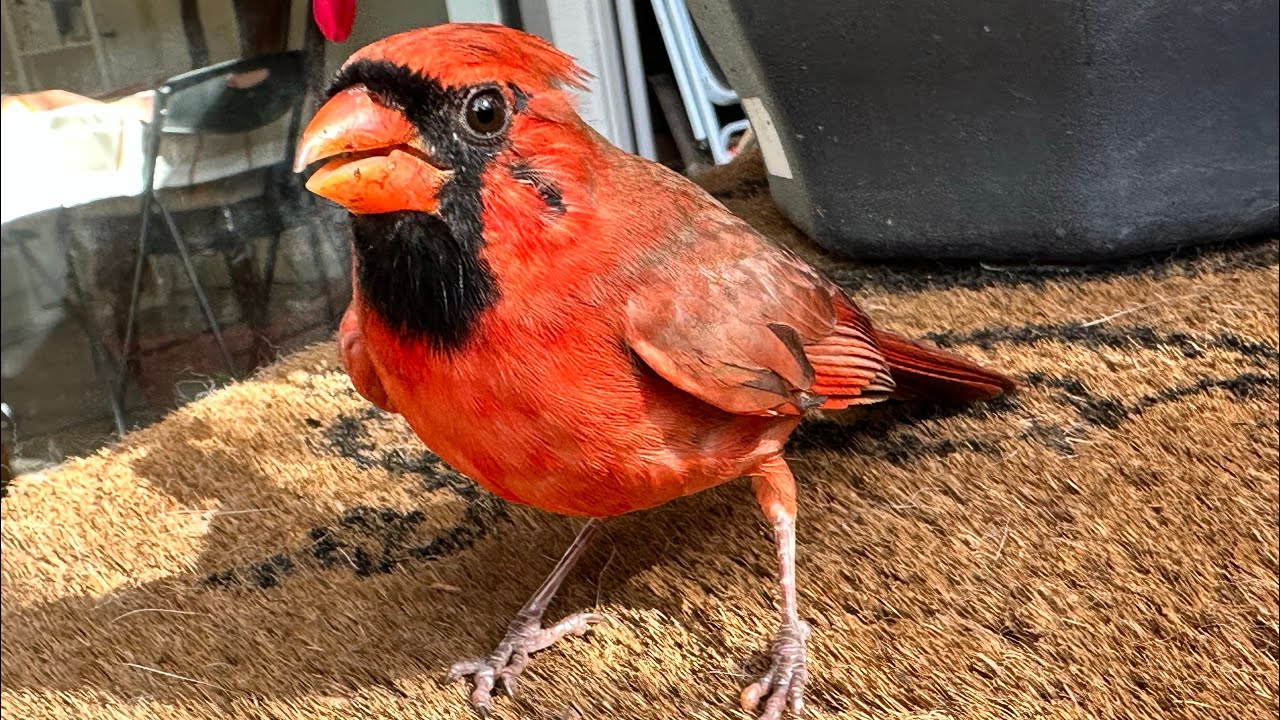 Cardinal Thanksgiving Visit - YouTube