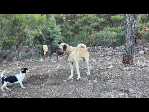 CEZAEVİNDE BÜYÜYEN ÇOBAN KÖPEĞİ HERKÜLÜN HİKAYESİ?