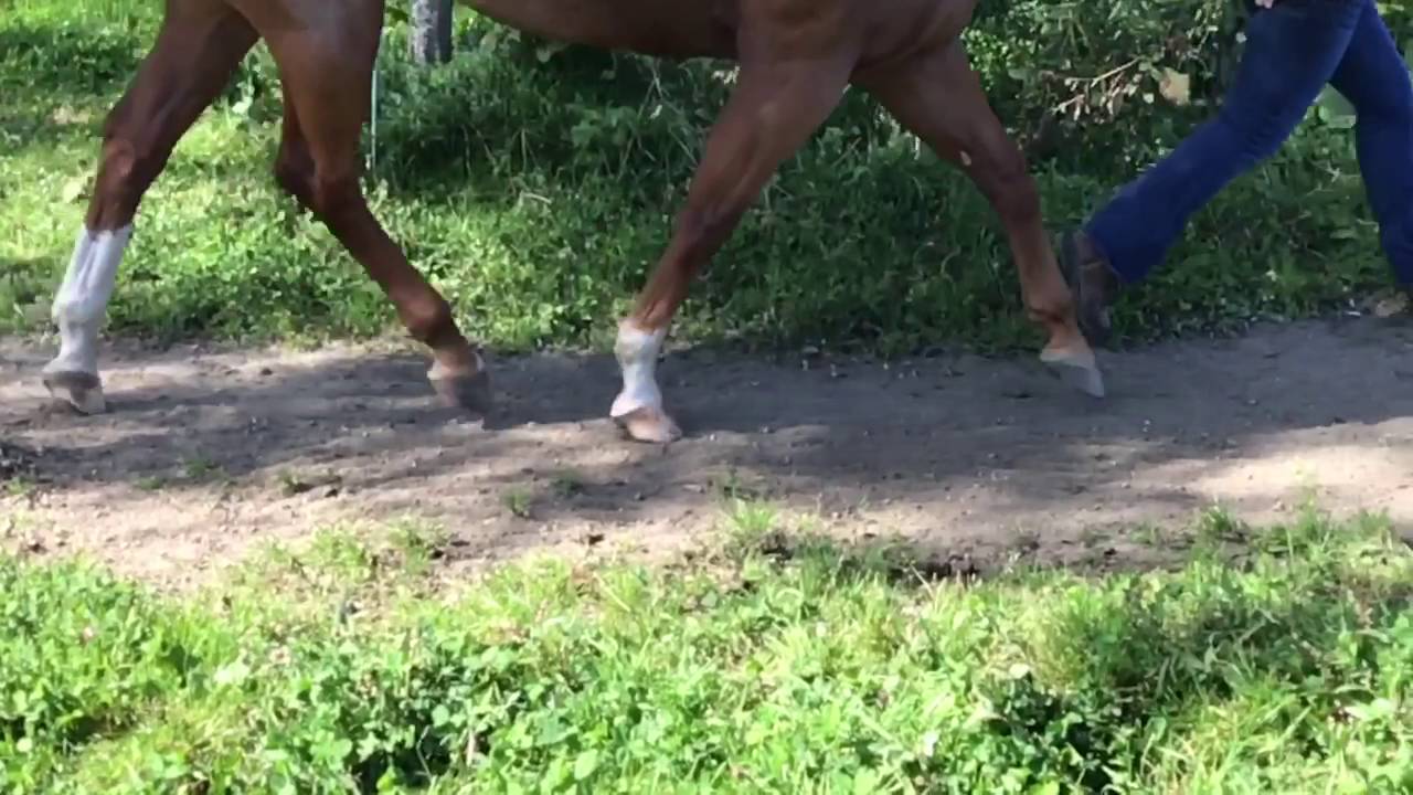 Zip - Quarter Horse - Trot Foot Falls - YouTube