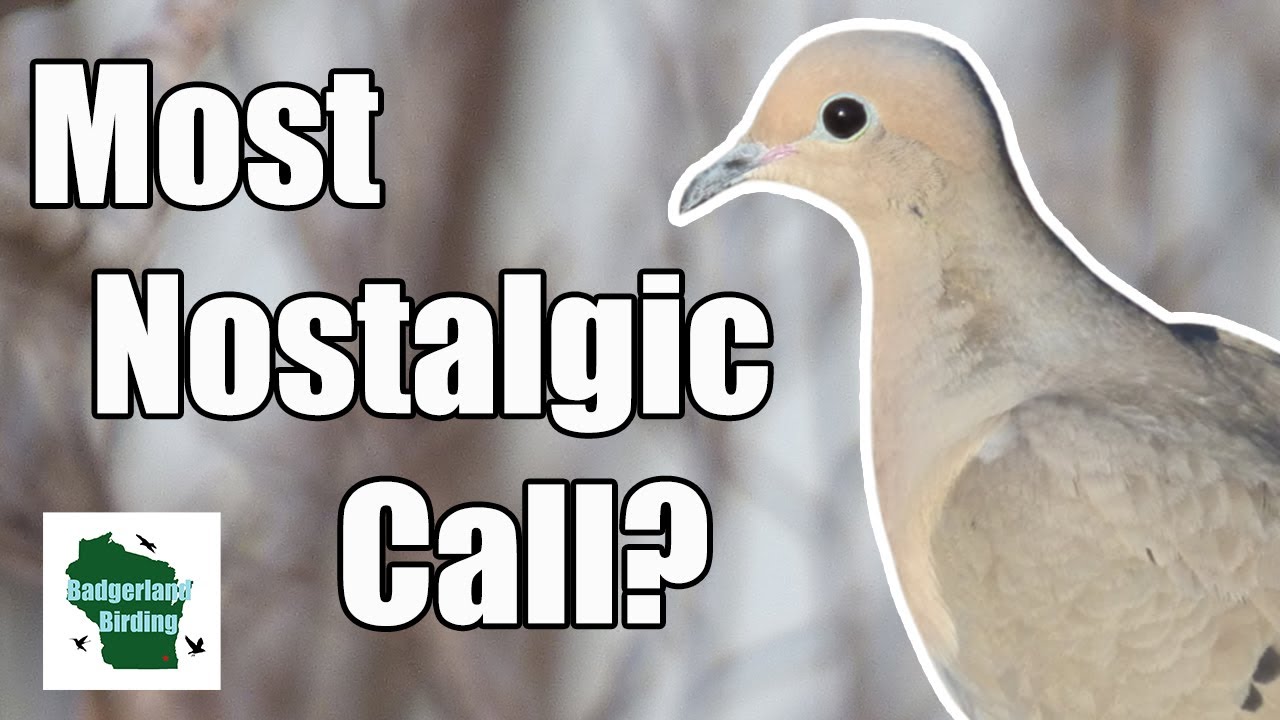 Is THIS the most Nostalgic Bird Call? - YouTube