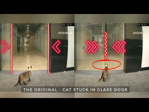 Poor cat gets HEAD stuck between glass door, but LUCKILY got saved | Did You Miss This?