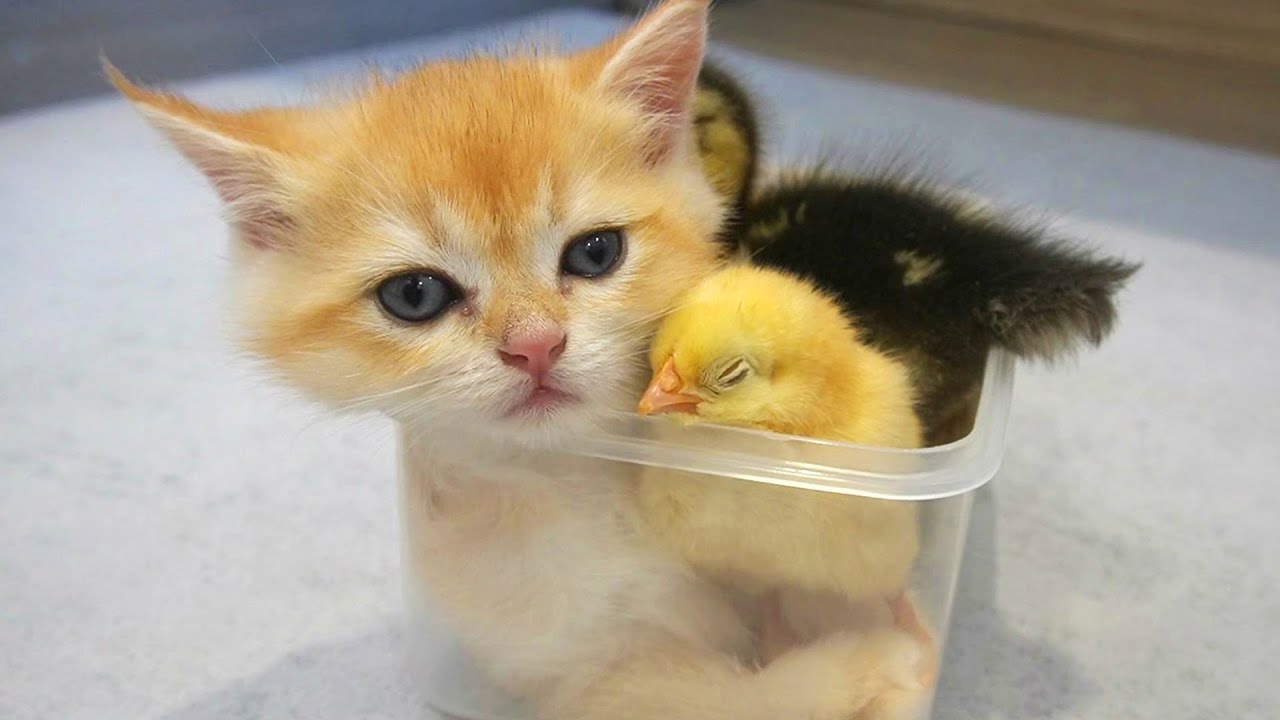 Kitten, tiny chicken, little duck || Sweetness overloaded! - YouTube