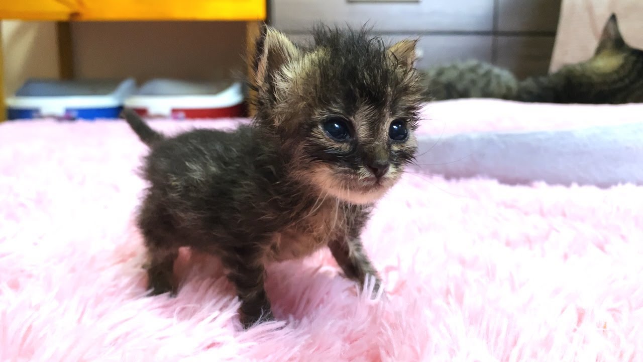 Cute baby kitten waddling around and purring. - YouTube