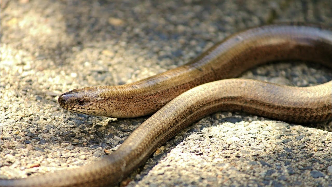 De hazelworm - YouTube