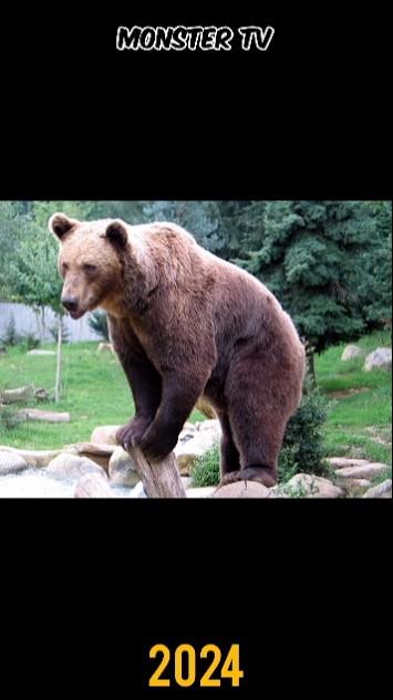 2024 bear v/s 5000 bce bear | bear evolution #shorts #viralvideo - YouTube