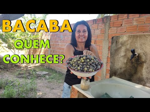 Como fazer sembereba(polpa) de bacaba.