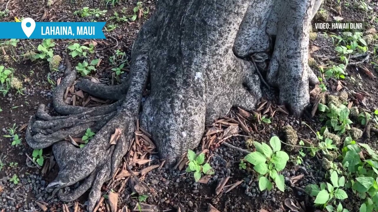 Banyan Tree Leaf