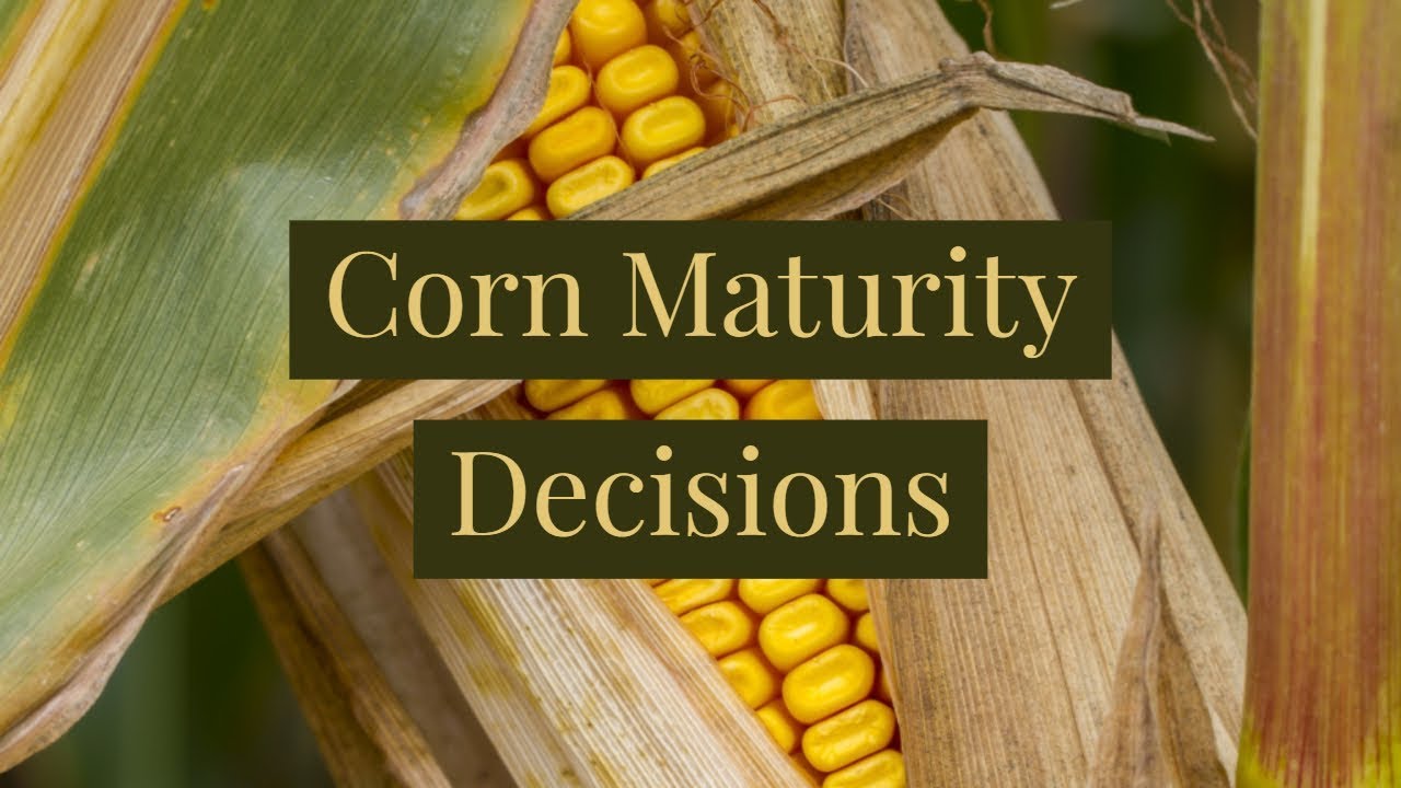 Corn Maturity Decisions - YouTube