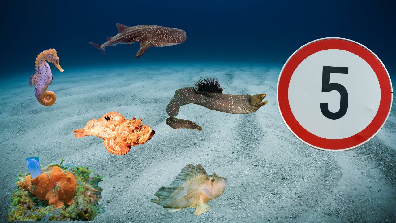 The slowest moving fish species in the world at the bottom of the ocean ...