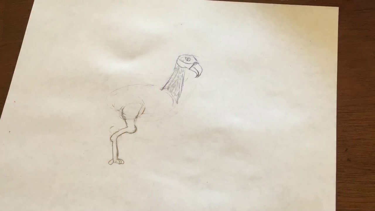 Speed draw: Terror bird - YouTube