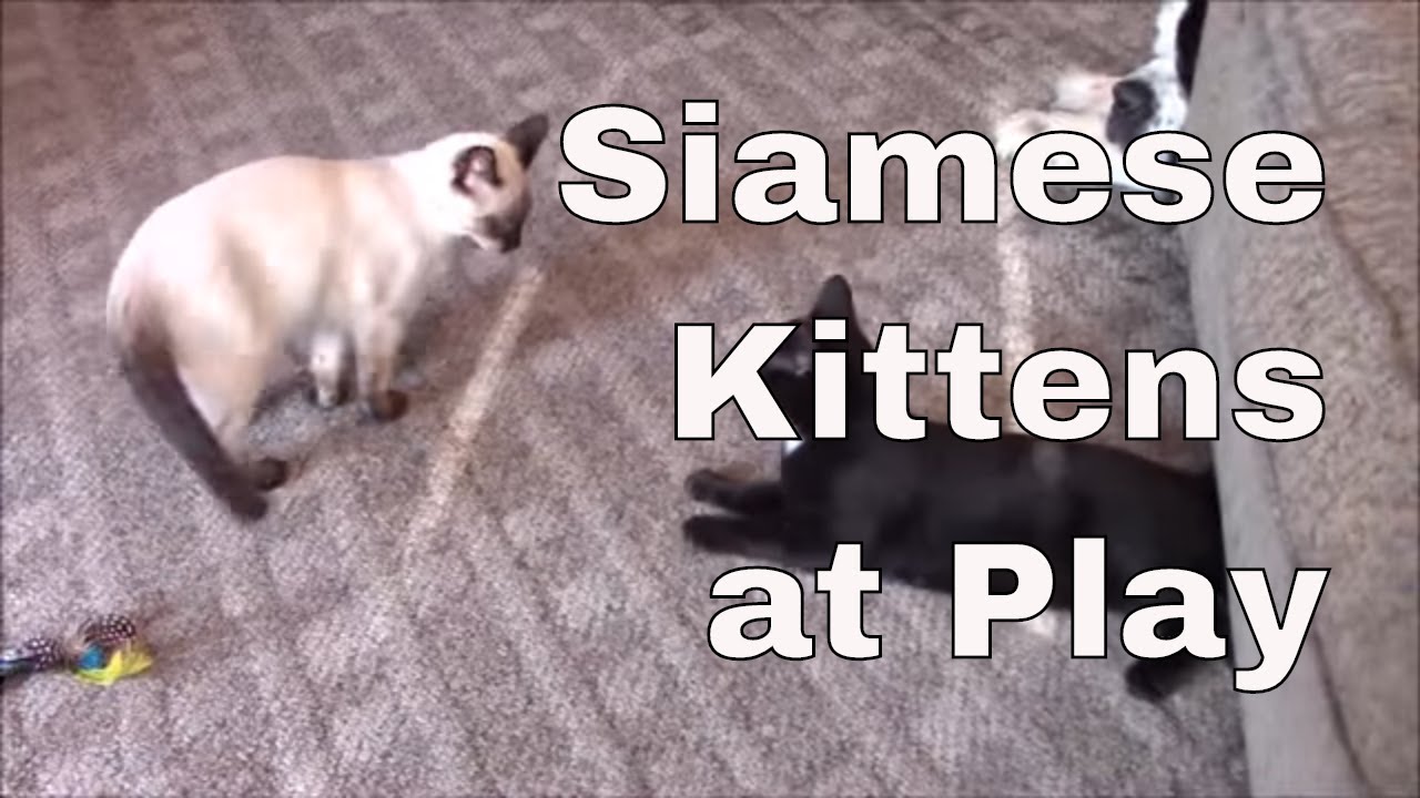 Playing Kittens Siamese Ninja Cats - YouTube