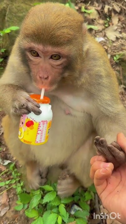 funny monkeys | manki comedy | monkey drinking juice| #shorts #viral #trending #amritzworld # ...