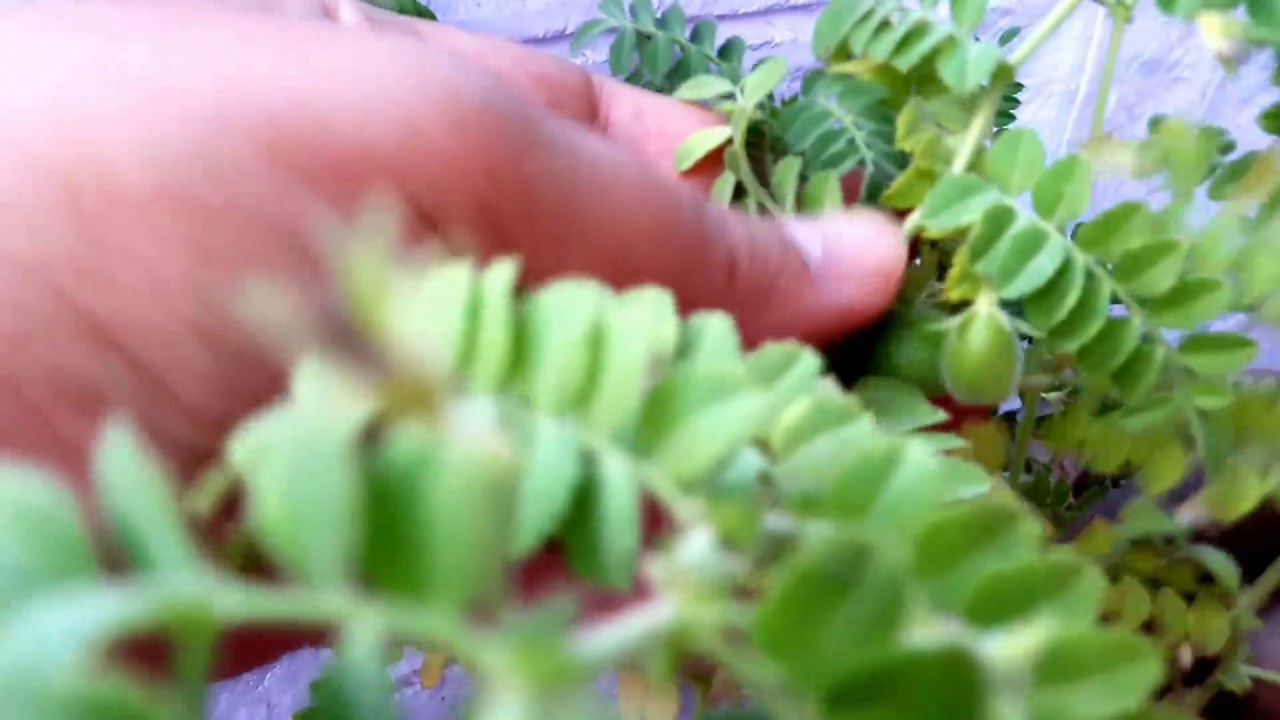Chana / चना started to grow ! - YouTube