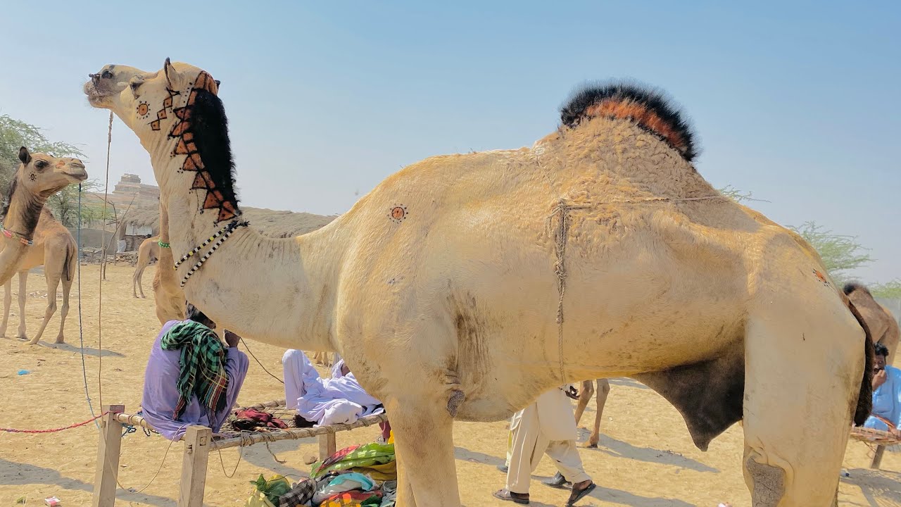 Camel video 2024|best camel video animal video Janwar animal video | Best Karonjhar Viloge - YouTube