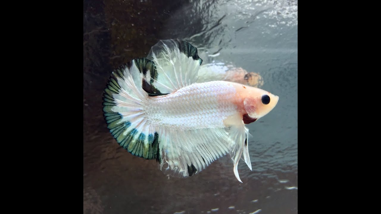 BETTA FCCP LIGHT BASE - YouTube