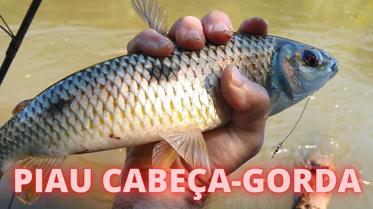 PESCARIA DE PIAU CABEÇA-GORDA no soja #piau #peixe #fish #fishing # ...