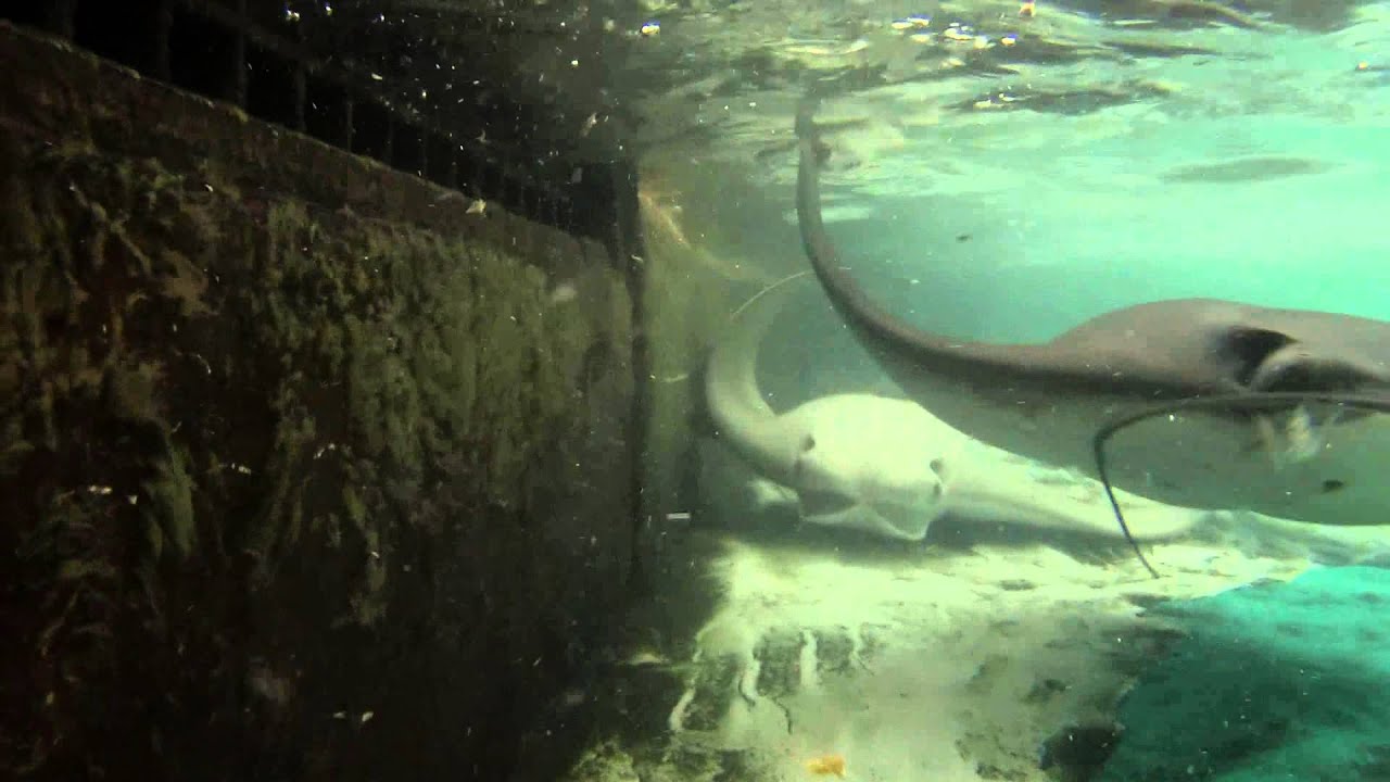 Underwater Footage of Feeding the Stingrays at Sea World Orlando (Aug ...