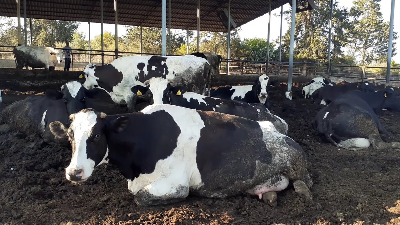 Cows Enjoy the farm in sand 😤// Turkish cow - YouTube