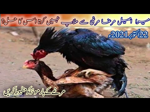 Treatment of non Mating Aseel Rooster with the hen | Master Aseels ...