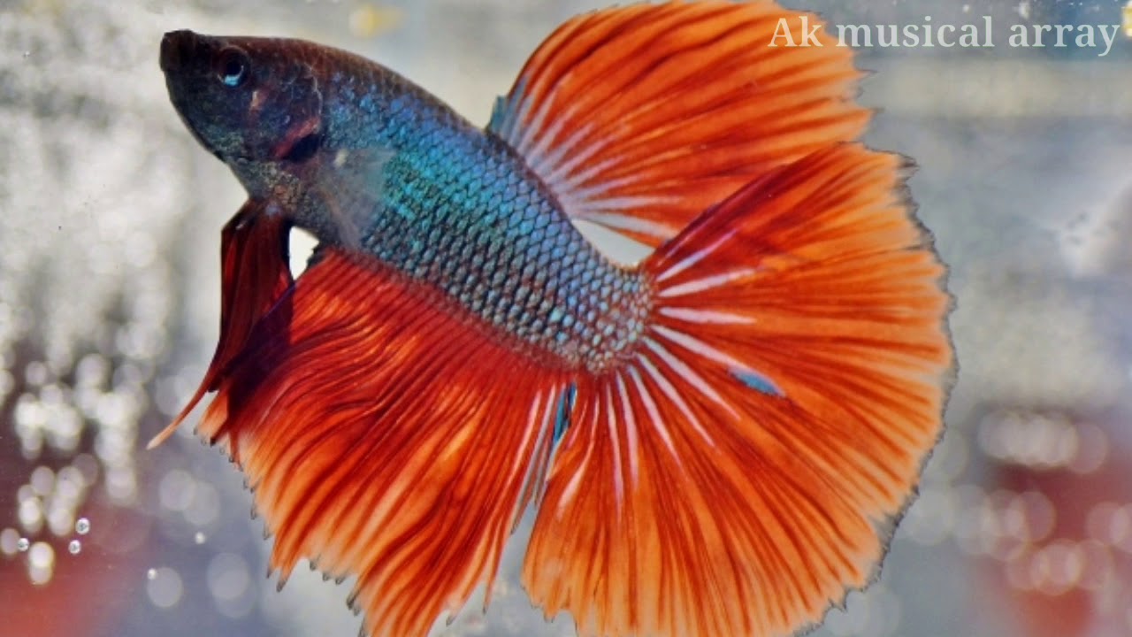 Fish relaxation Video | Relaxation video | Stress Relief | Mind ...