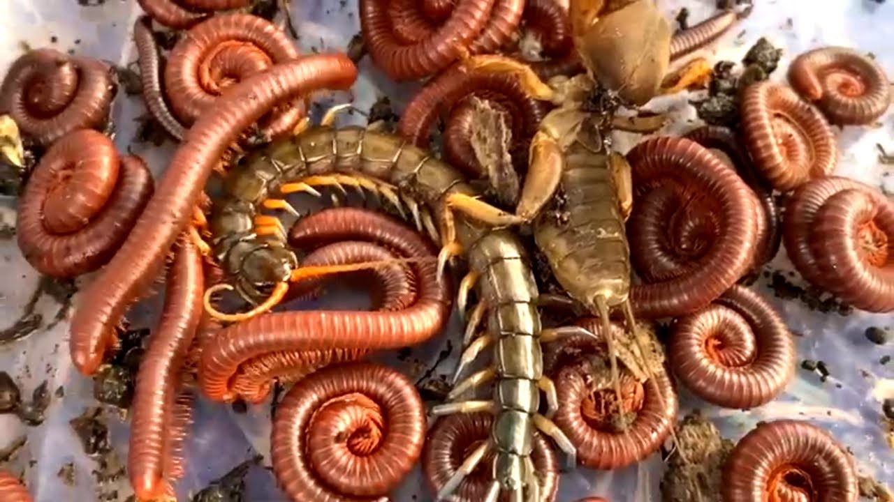 Vicious centipede !!! only millipedes survive when rhinoceros larvae ...