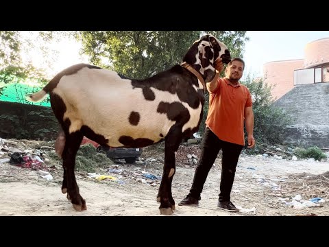New World Record Biggest Goat in Pakistan, Dunia ka sub say bara Bakra ...