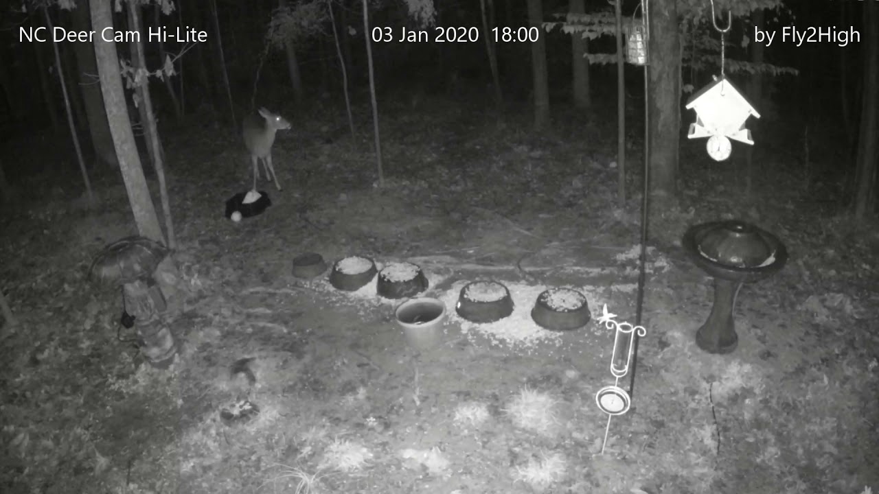 A Cold, Wet, Miserable Night at the NC Deer Cam. FTHVN 716 - YouTube