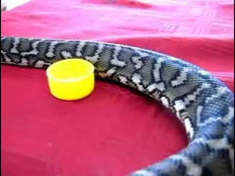 Southwest Carpet Python - Morelia Spilota (Imbricata) - Western ...