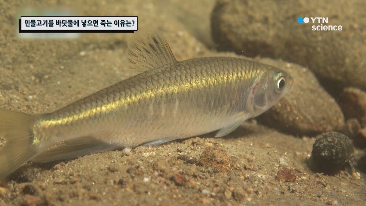 민물고기를 바닷물에 넣으면 죽는 이유는 Ytn 사이언스 Youtube