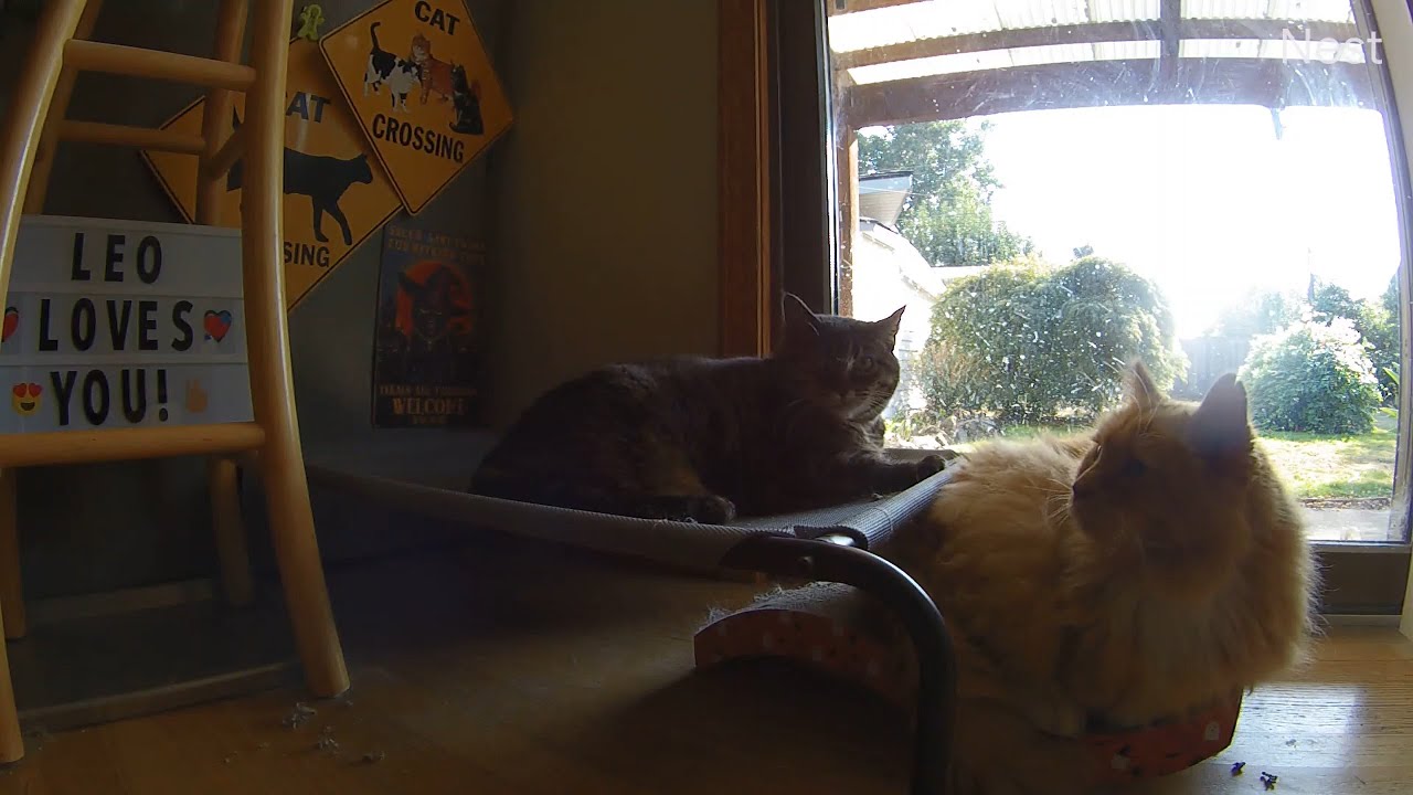 Cute moments with feral cat Leo and his bestie Baby Girl cat (mMc 1982 ...