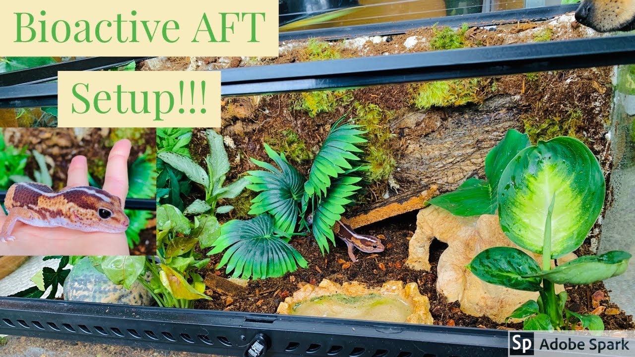 Bioactive African Fat Tail Gecko Setup - YouTube