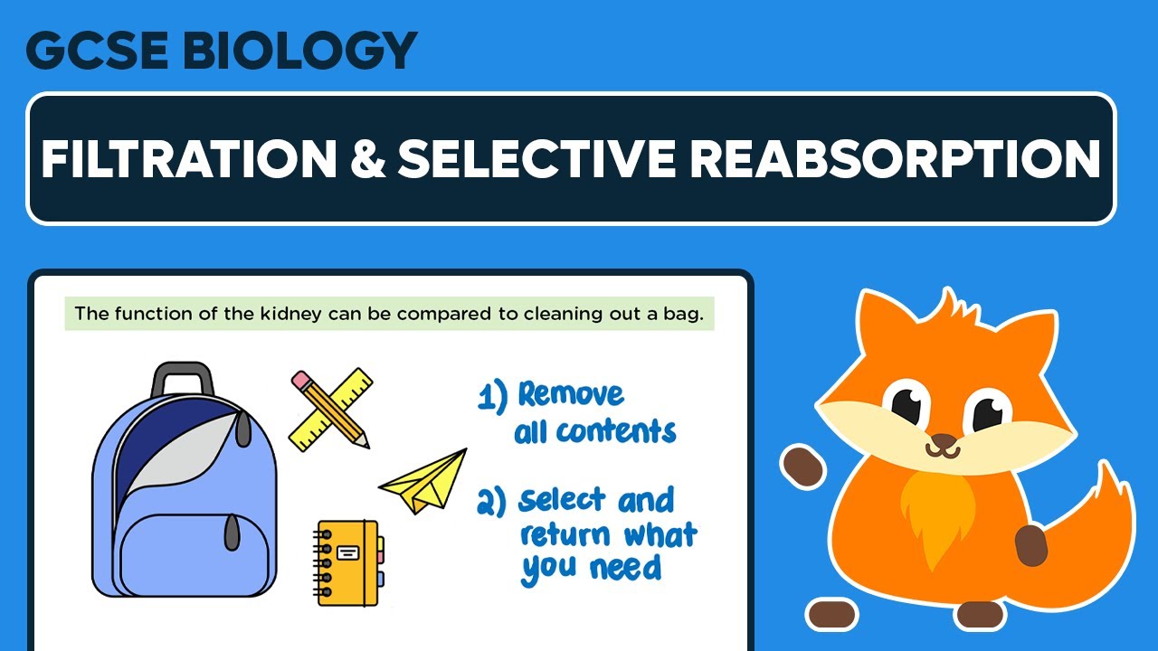 Filtration & Selective Reabsorption - GCSE Biology - YouTube