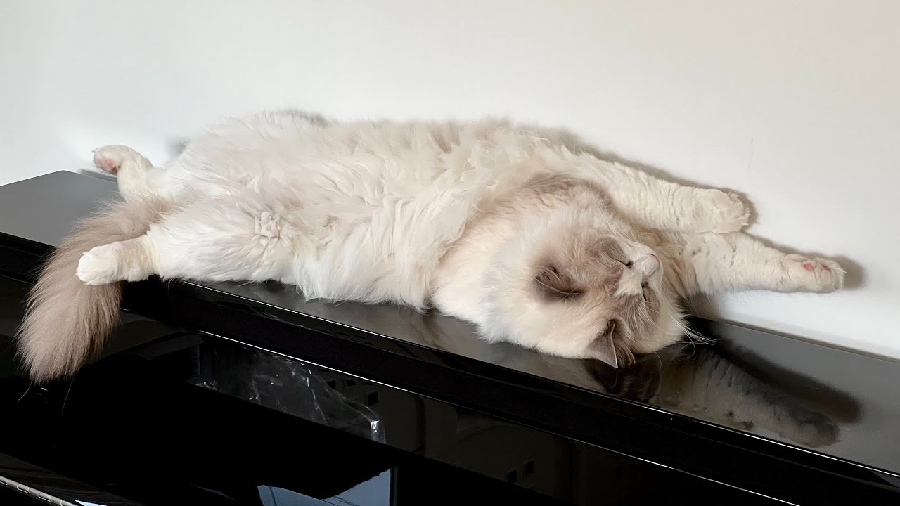 Nikko Cat Dreaming and Stretching while on the piano - YouTube