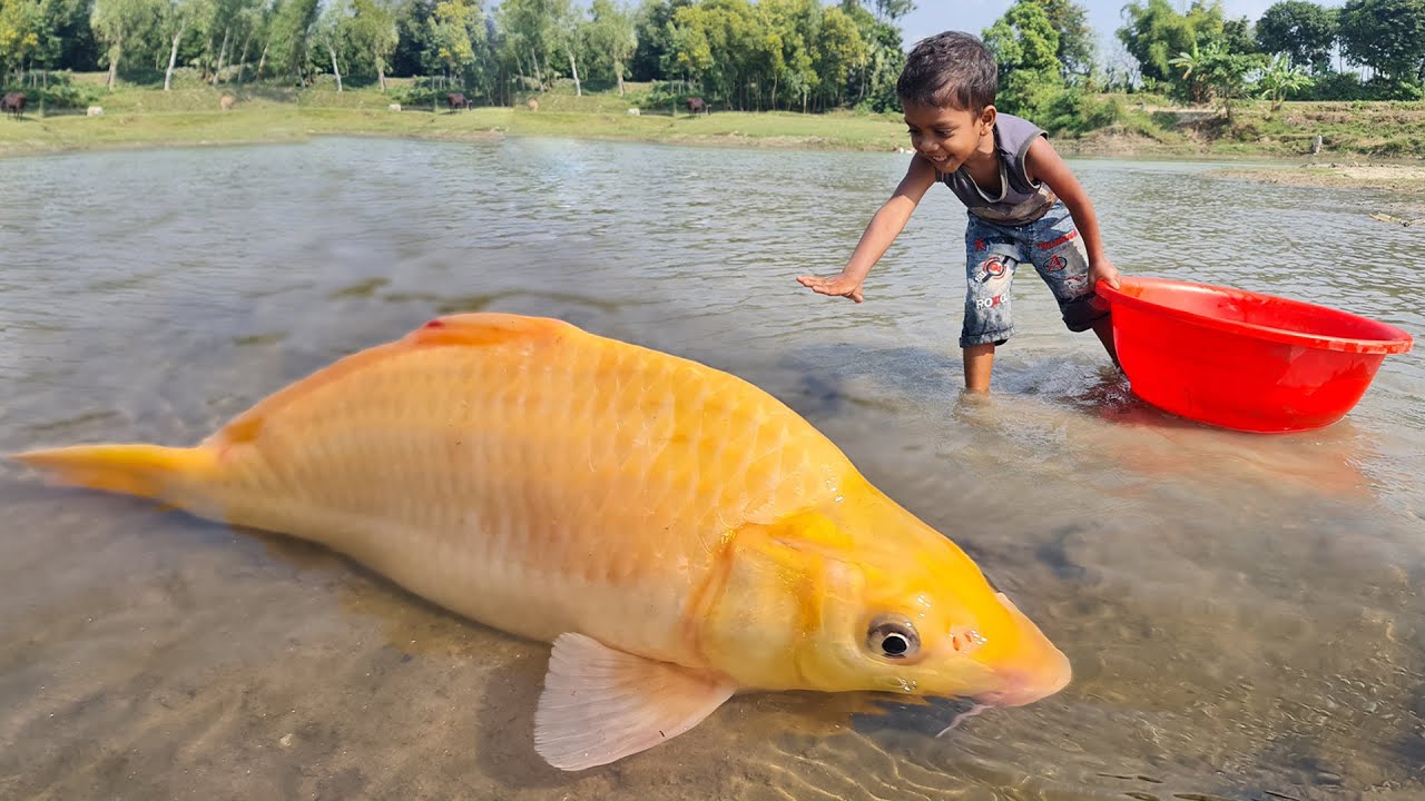 Amazing Boy Catching Fish By Hand | Traditional Little Catching Big ...