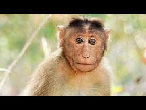 the monkey, monkey, monkeys, kiki the - YouTube