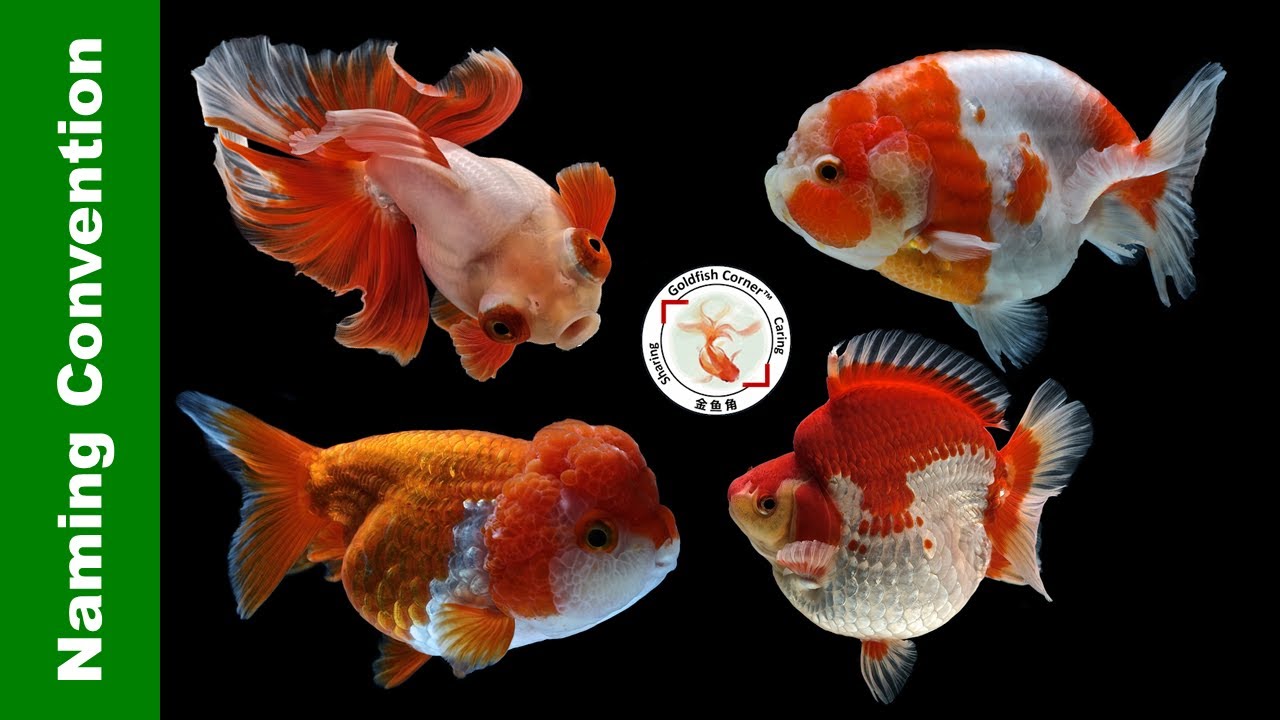 Unwritten Rules of Goldfish NAMING: History & Convention 金鱼命名👉 - YouTube