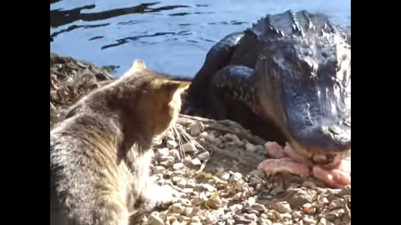 Cat vs Alligator Slow Motion 2x - YouTube