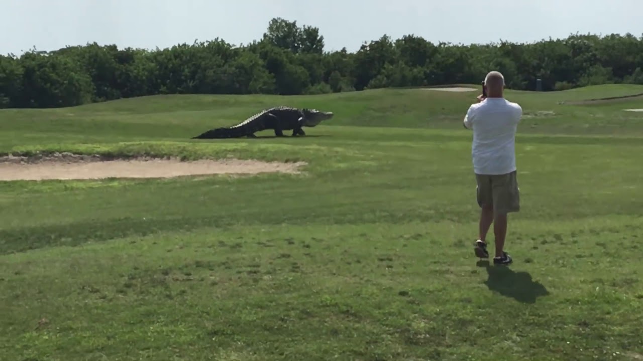 Giant Aligator Walks Across Golf Course, Buaya raksasa jalan di ...