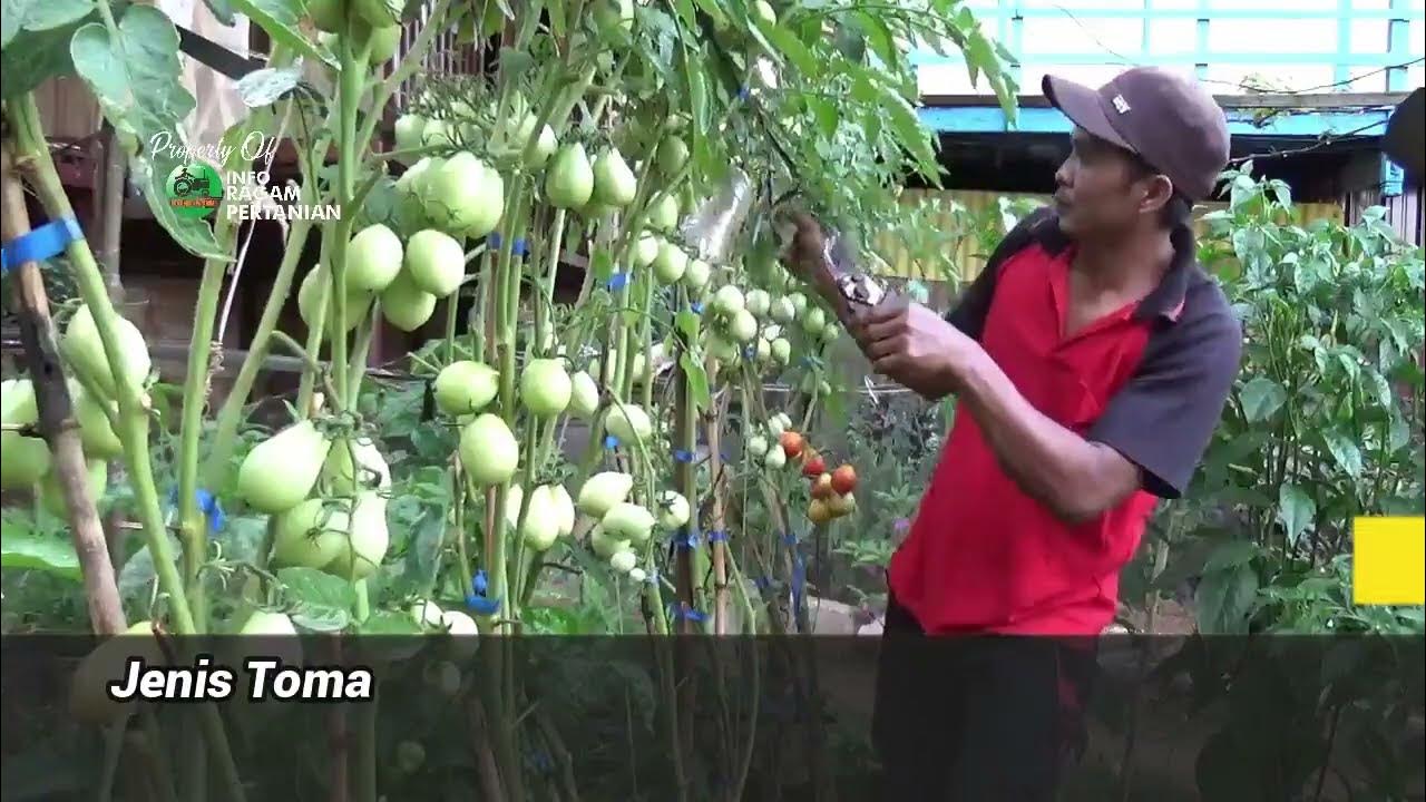 Jangan Asal Pangkas Tomat, Ini Cara Pemangkasan Tomat Agar Berbuah Banyak PART 3 - YouTube