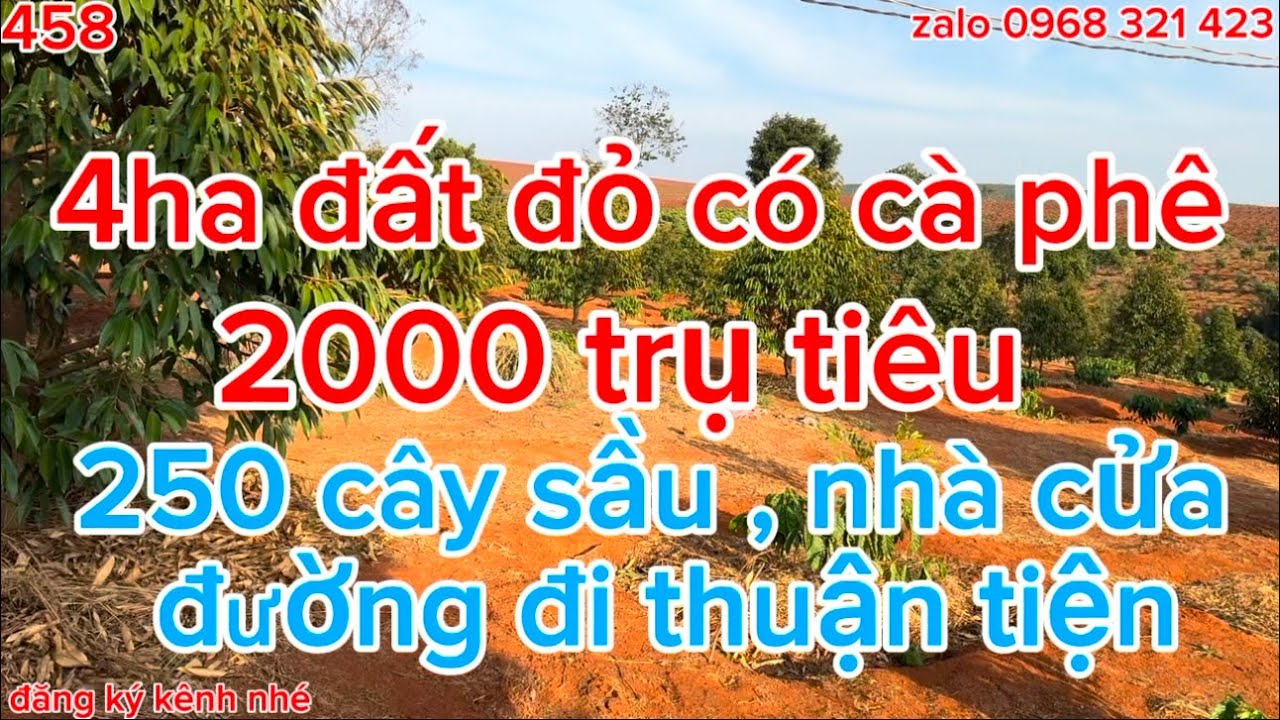 cần bán vườn sầu riêng đất đỏ nhà cửa ất giáp đường đi thuận tiện 4ha ...