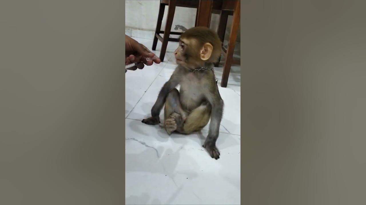 monkey with injection funny - YouTube