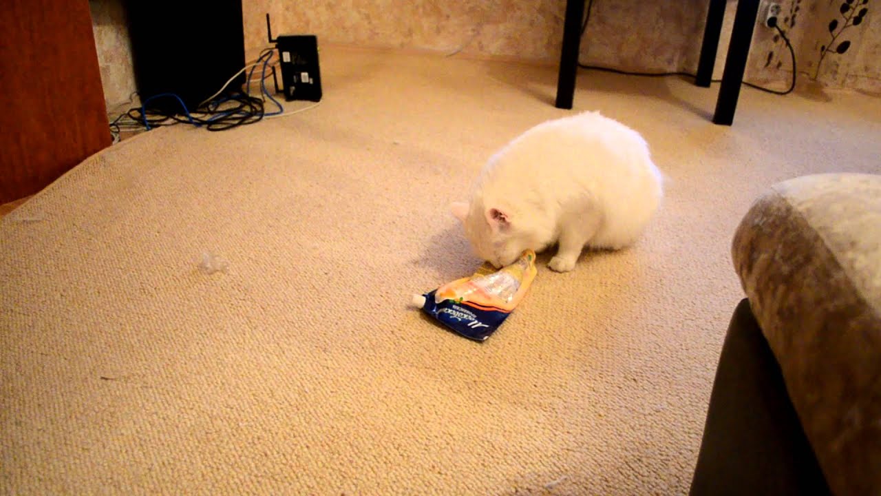cat eating mayonnaise - YouTube