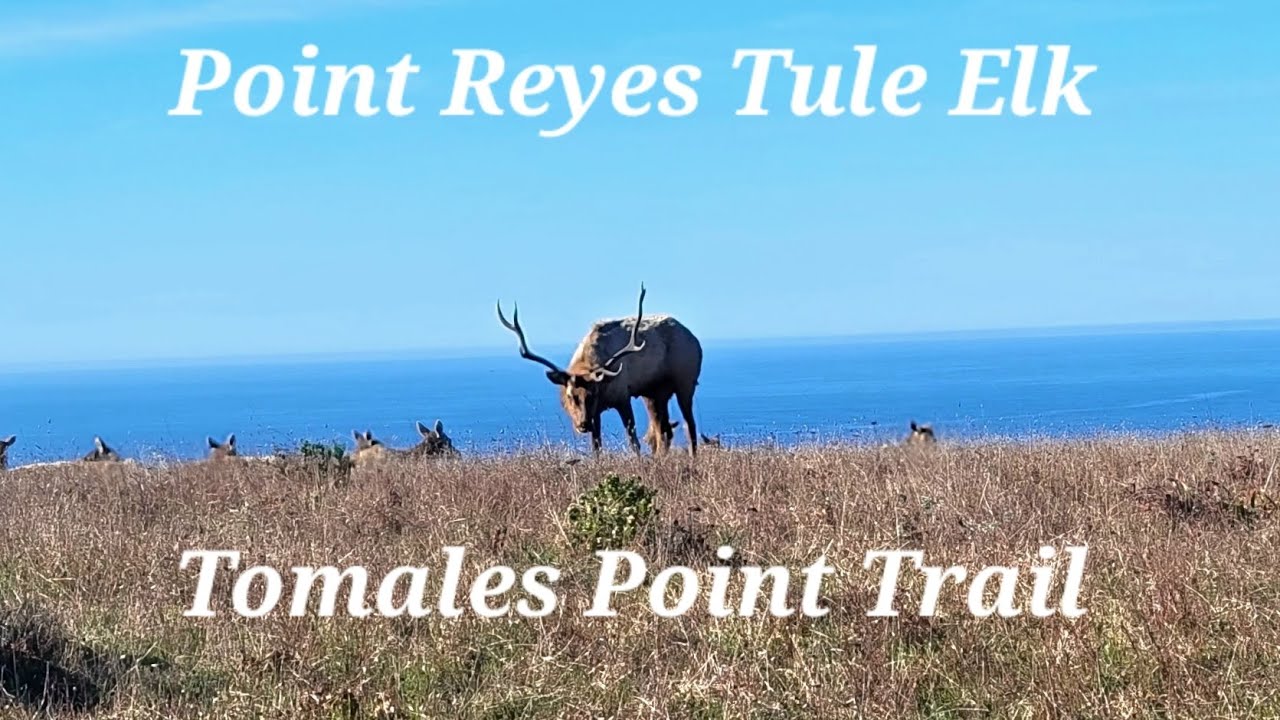 Point Reyes National Seashore ~ Tomales Point Trail - YouTube