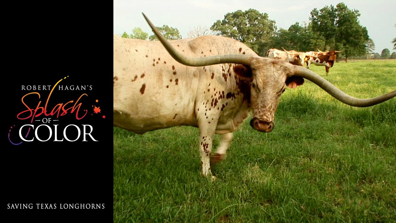 Splash Of Color - Saving Texas Longhorns - YouTube