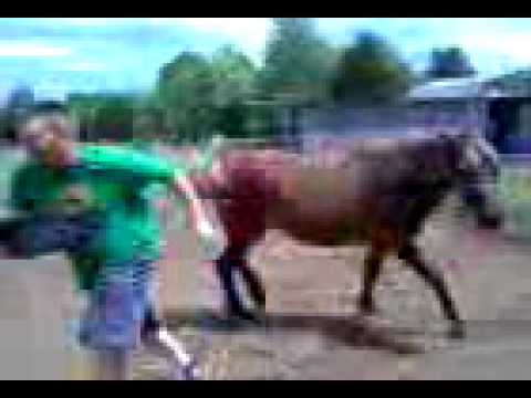 Grown Man Chased by Horse - YouTube