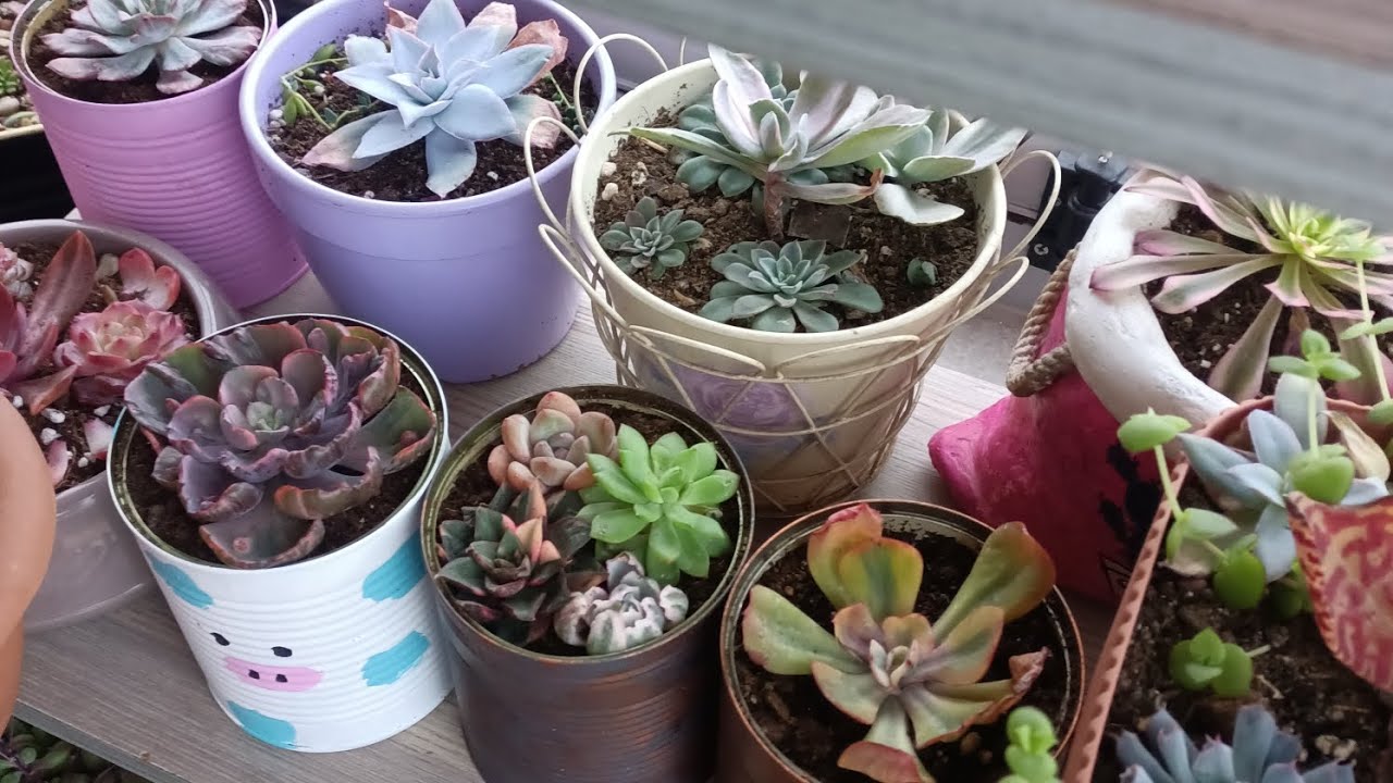 YAZIN SICAKTA NEMDE KIŞIN DONDA BUZDA BİTKİ ALINIR MI - YouTube